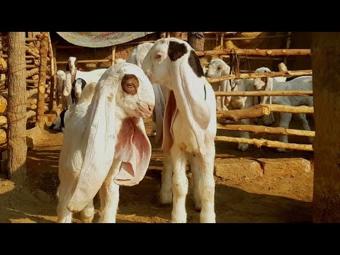 Gulabi Kids from Pateri Goats|Process |Documentary - YouTube