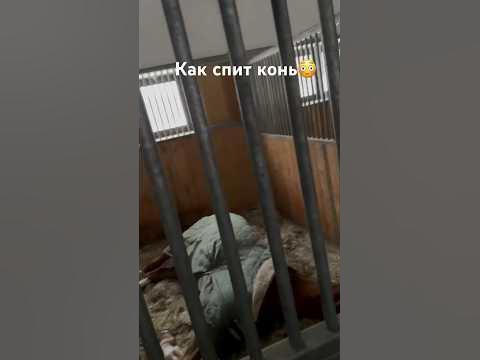 Конь спит! Сон коня! #конь #сон #как #конныймир #пропал #где # ...