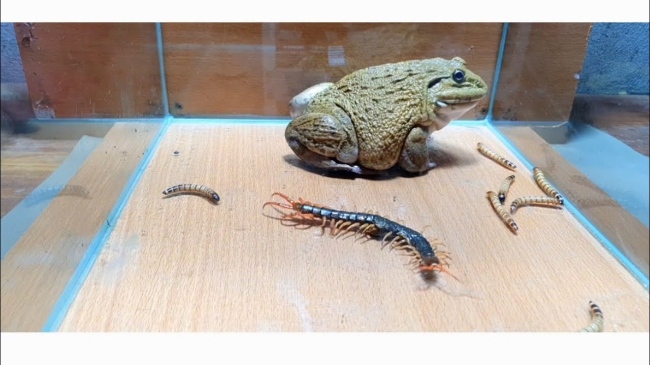 the frog eat the crad and Locust🐸😱🐸😱🐸😱 - YouTube