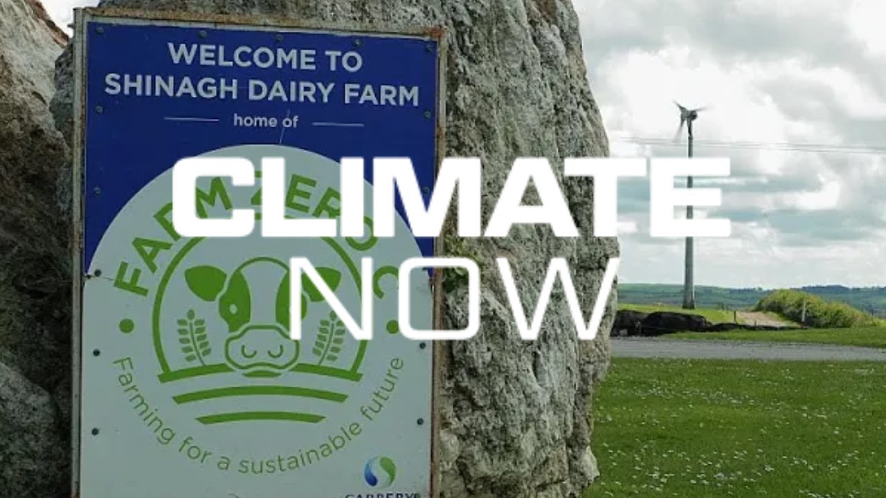 El proyecto Farm Zero C busca crear una granja lechera que sea ...