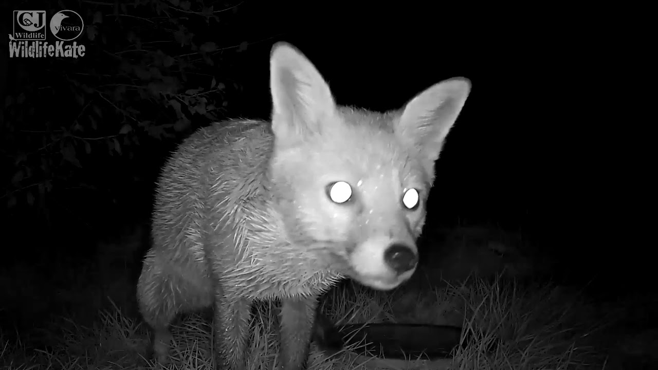 Fox up close Oct 2018 - YouTube
