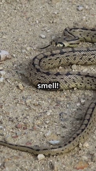 10 interesting facts about snakes - YouTube