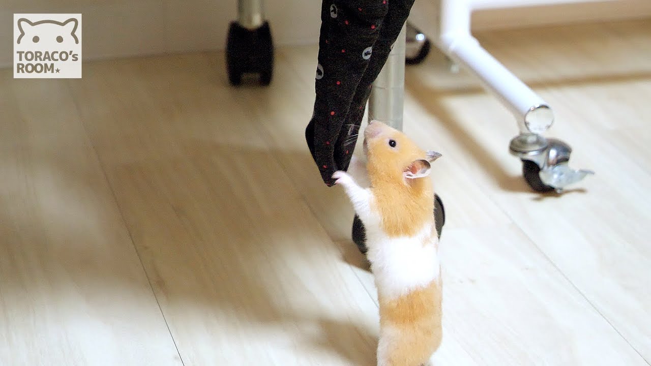 パンツ vs ハムスター。【ゴールデンハムスター】/Hamster attacking pants. - YouTube