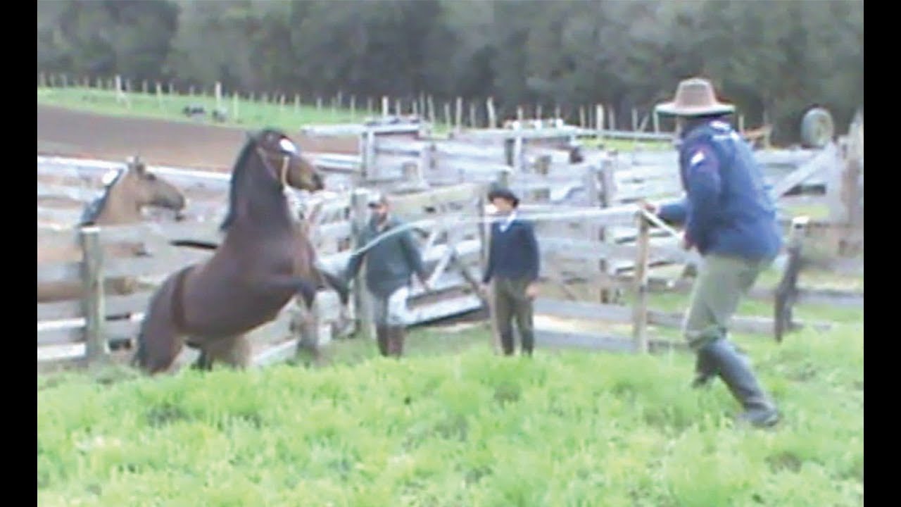 DOMA CAVALO XUCRO SANTA CATARINA - YouTube