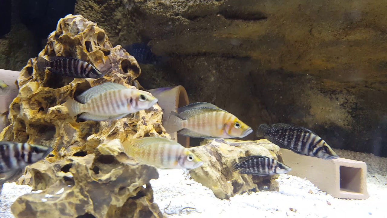 my calvus tank - YouTube