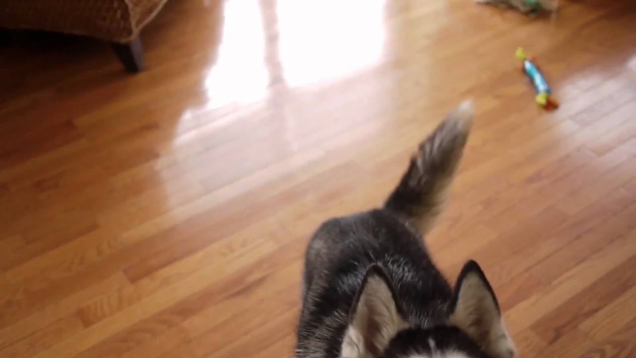 Mishka the Dancing Husky! - YouTube