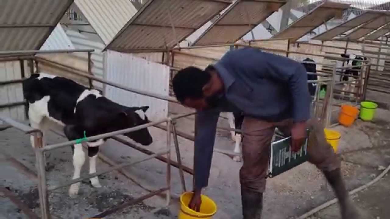 calf management - YouTube