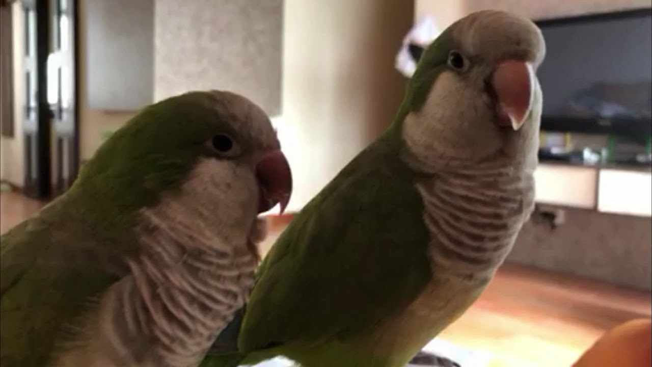 How to Teach Funniest Quaker Parrots speaking good morning? - YouTube
