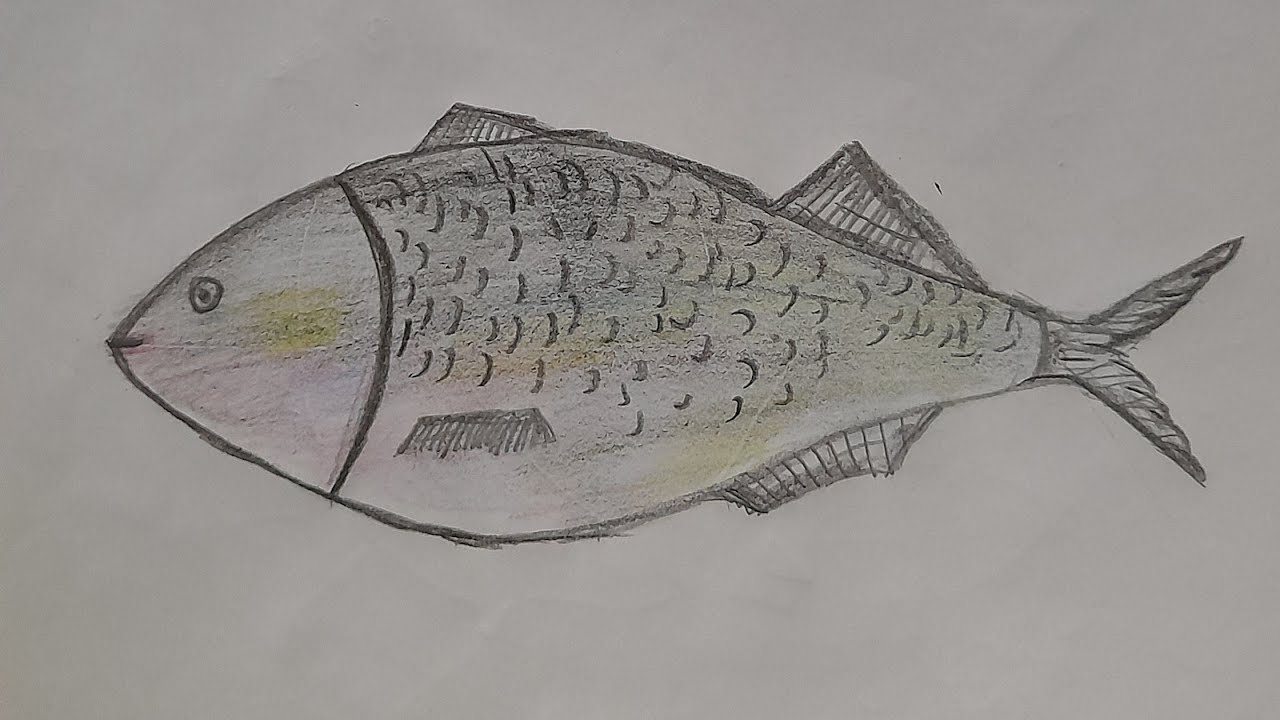 How to draw Hilsha fish || Very easy Hilsha fish drawing step by step ...