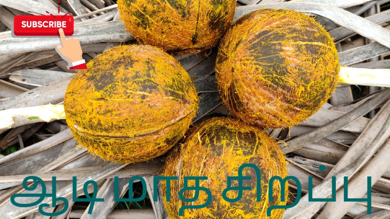 Aadi 1 thengai sudum pandigai|thengai recipe|famous at salem - YouTube