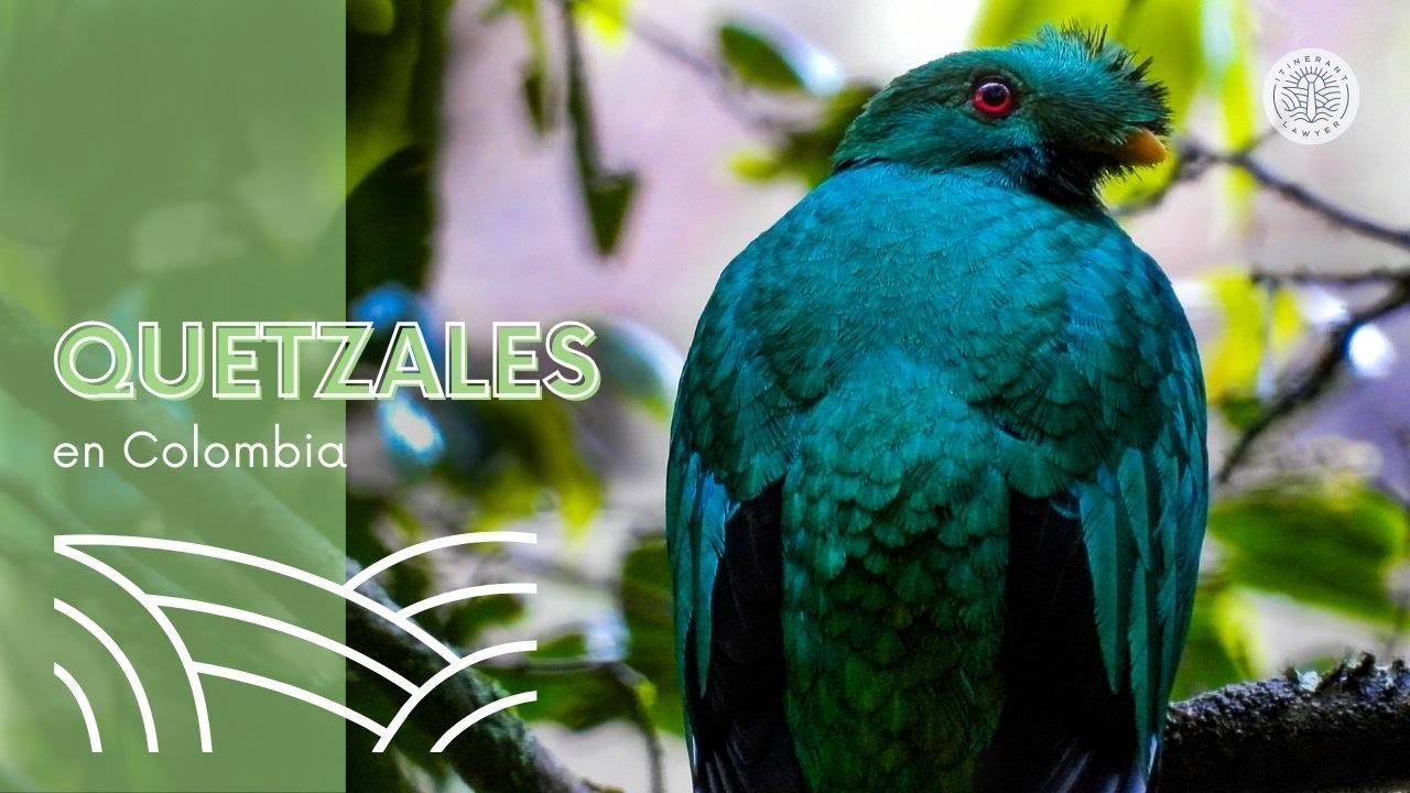 Quetzal en Colombia: ¿dónde verlo y fotografiarlo? - YouTube