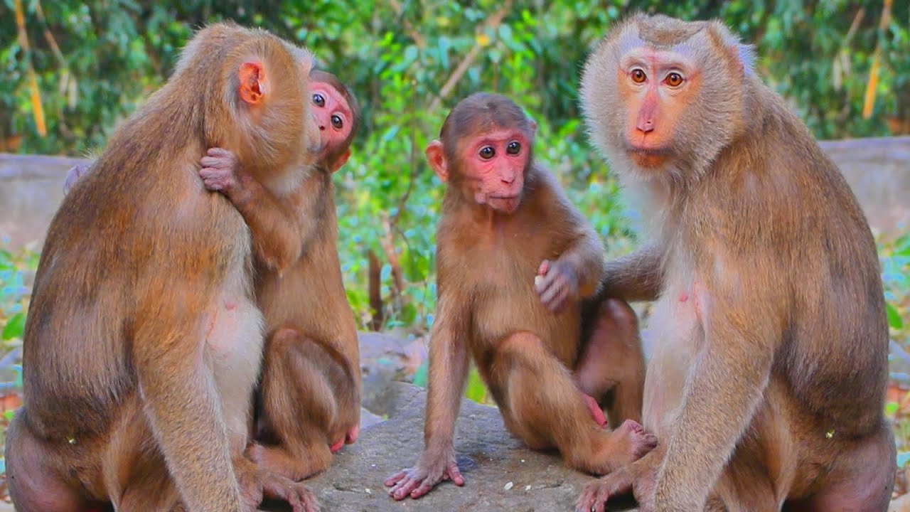 Wow-Unbelievable !!New A_bandoned monkey, Bonita comes & give him warm ...