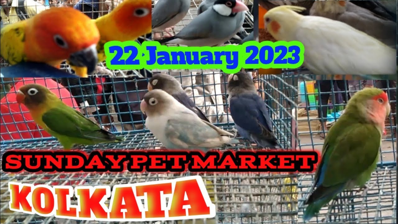CURRENT & CHEAP PRICE SUNDAY BIRD MARKET/GALIFF STREET/CURRENT PRICE ...