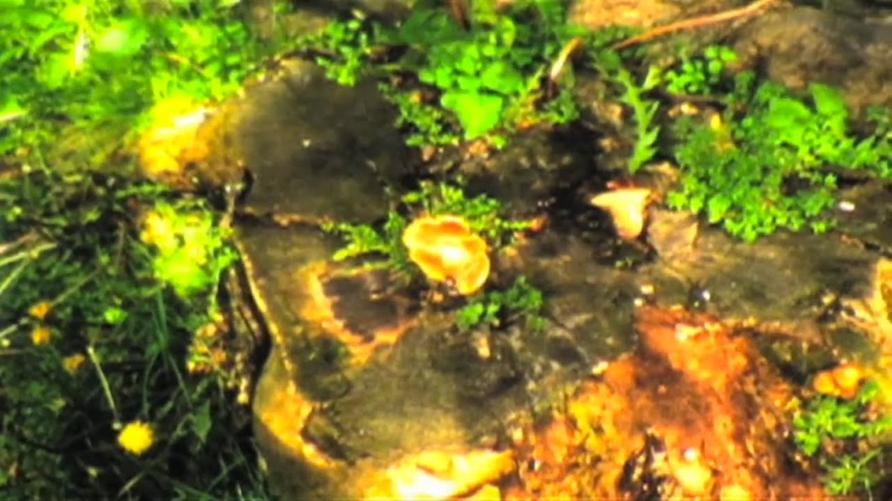 Salvia Plath - Bardo States (Official Video) - YouTube