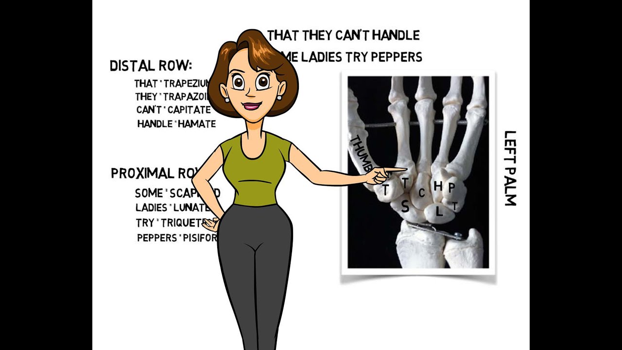 Learning the Carpals Bones of the Hand - YouTube