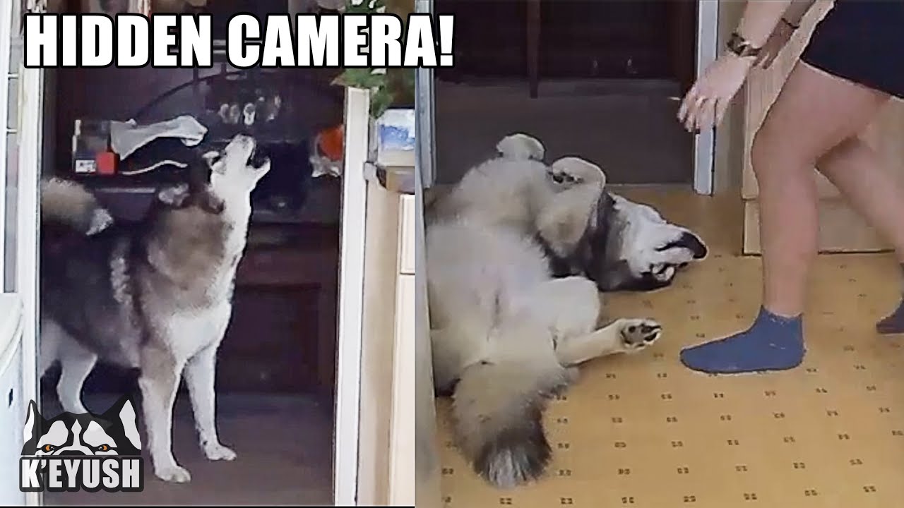 What My Security Camera Catches My Husky Doing! - YouTube