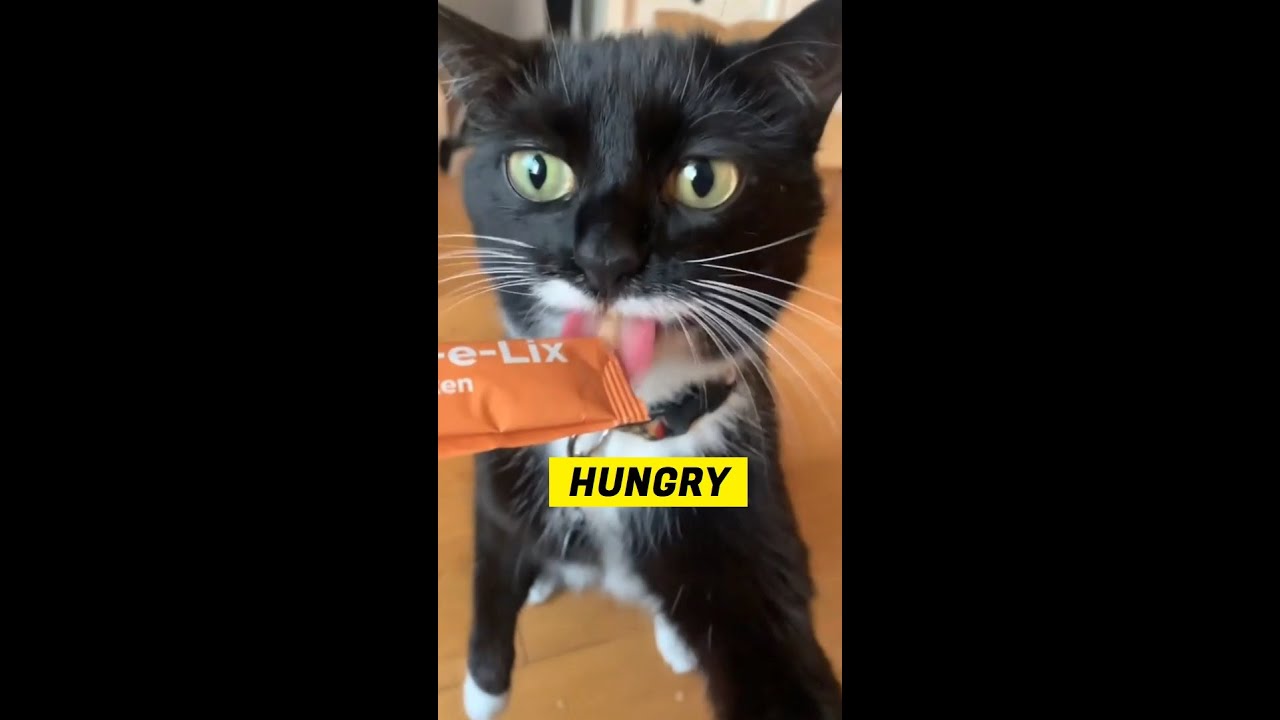 Very Educated Cats 😼|Best of the Shorts! #44 - YouTube