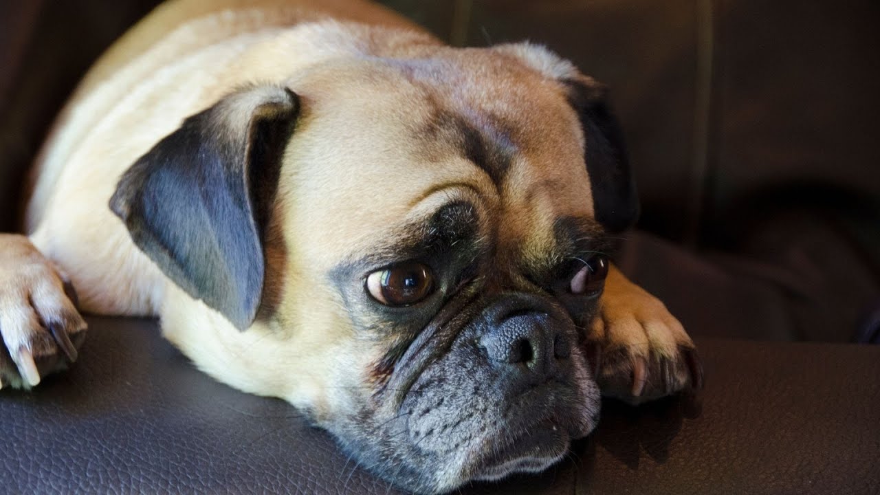 The Ultimate Guide to Keeping Your Pug Fit and Healthy - YouTube