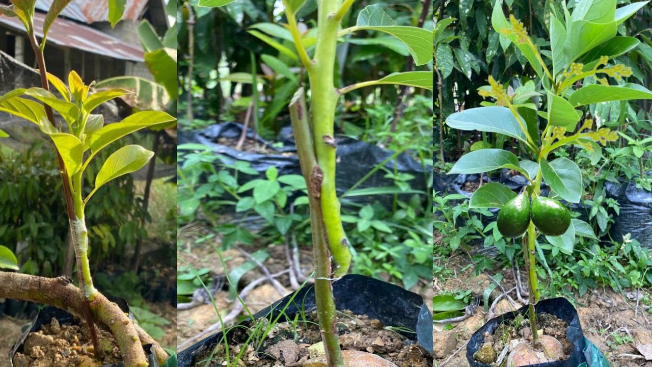 Simple Method of Grafting Avocado Using Milking Technique | how to grow ...