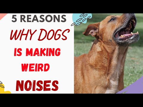 How Come My Dog Is Making Strange Noises? [Expert Opinion]