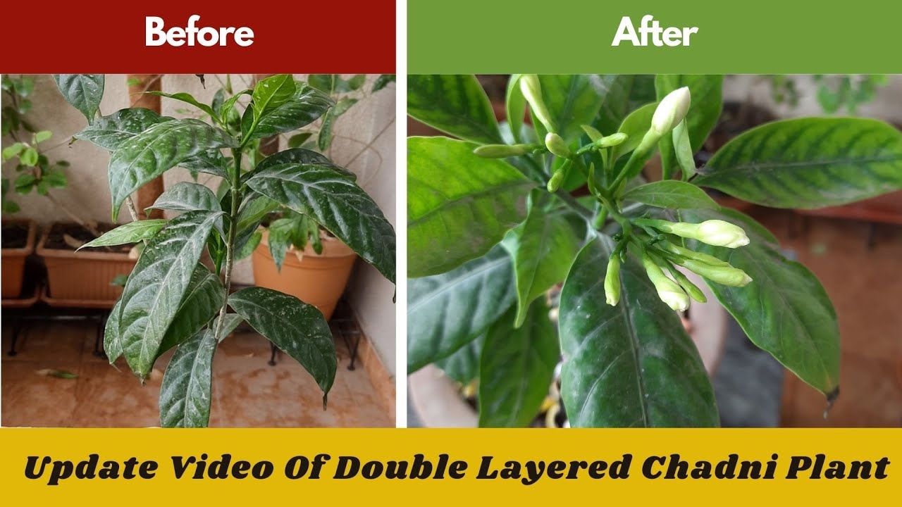 Update Of Double Layered Chandni Plant - YouTube