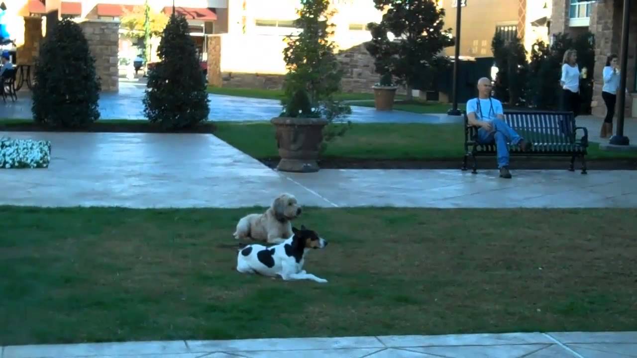 Dallas dog training | Redeeming Dogs | Darby the Wheaton Terrier with ...