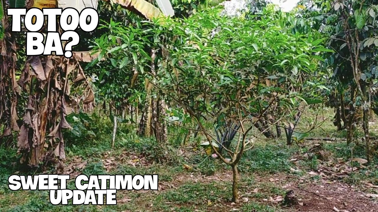 Sweet Catimon update totoo ba na 6 months bunga agad? - YouTube