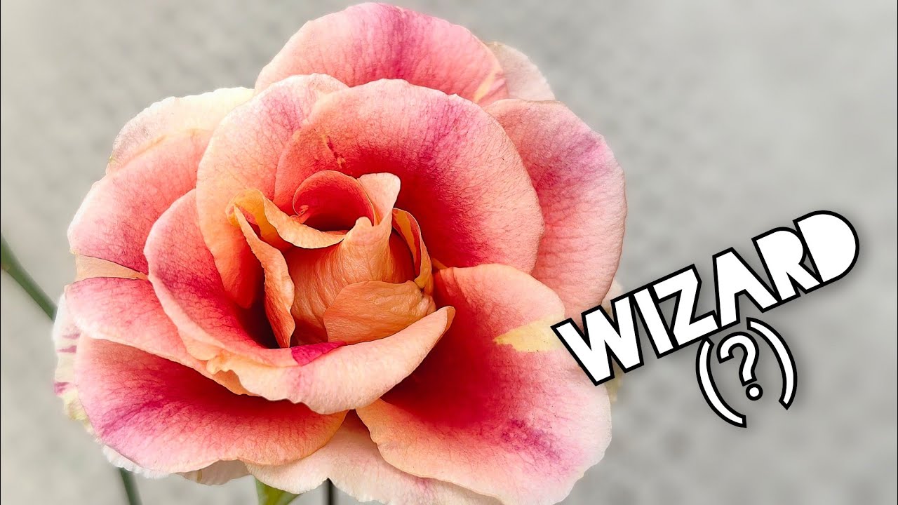 WIZARD ROSE plant BRANCH CHANGE to KARAHO? バラ ウイザード the Abracadabra ...