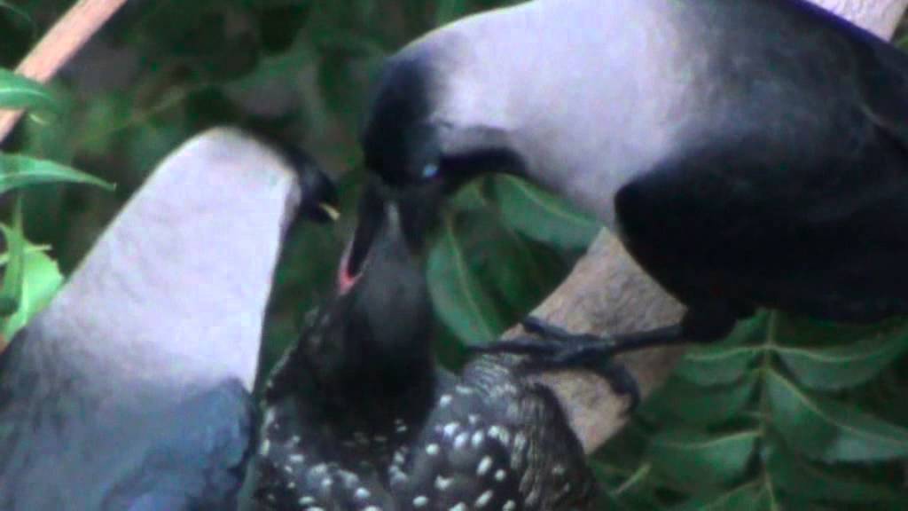 Crow feeding baby Koyal/Nightingale - YouTube