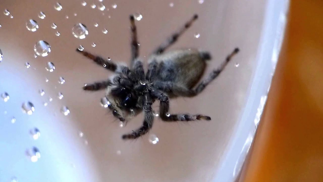 Jumping Spider Quenching Her Thirst ネコハエトリ♀（蜘蛛）の飲水 - YouTube