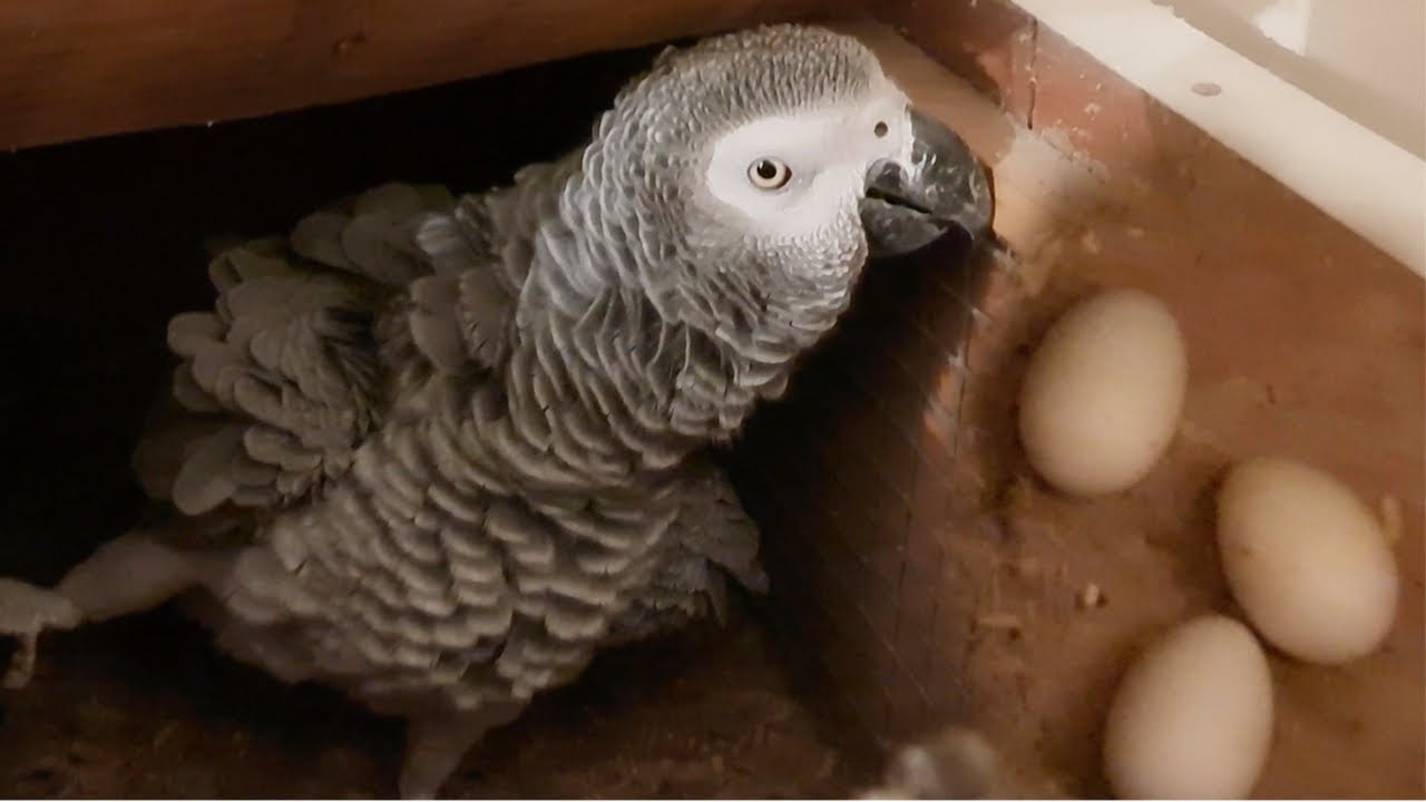 African Grey Breeding Pair with eggs in Nest box - YouTube