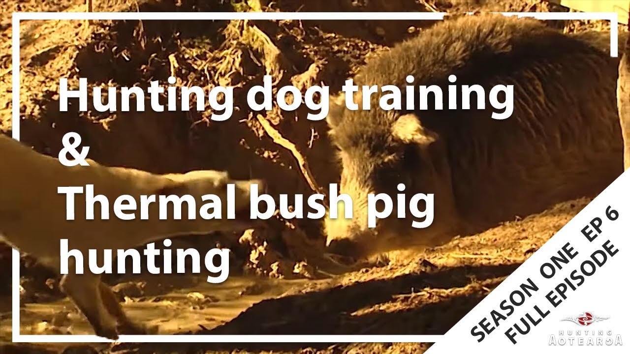 Hunting Aotearoa S01EP06 Hunting dog training & Thermal bush pig ...