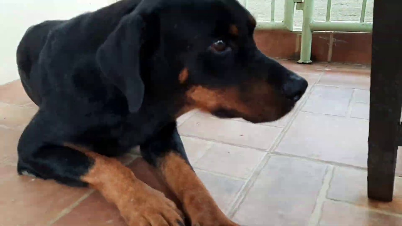 TIGGEE TOONSOON HYPERLAPSE - YouTube