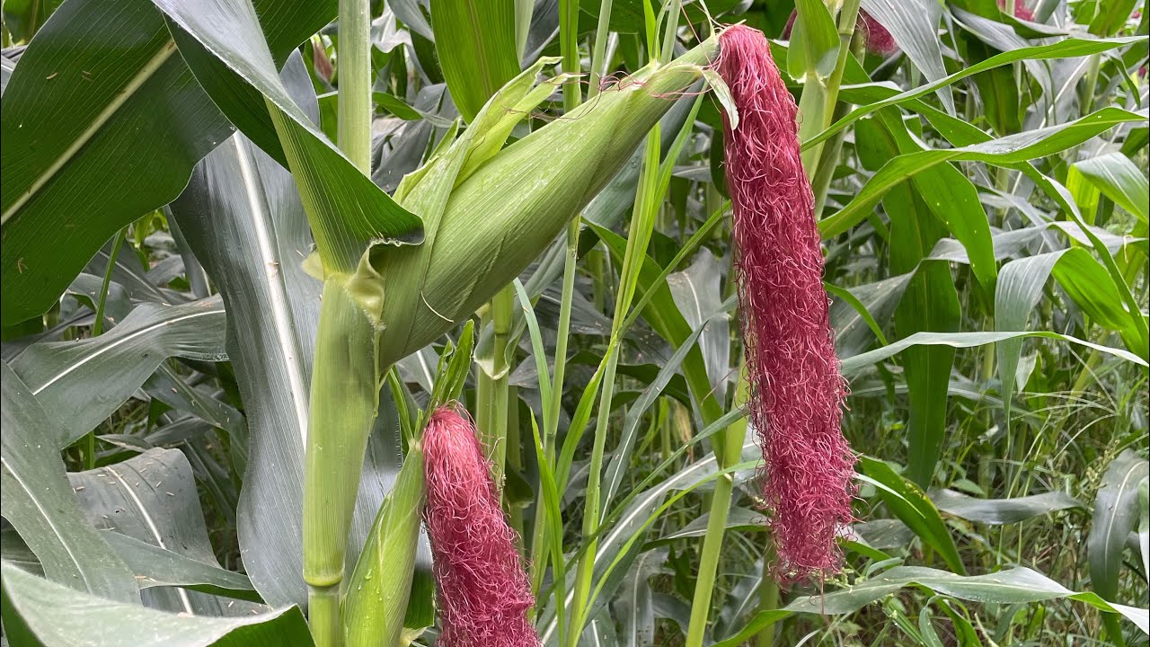 मक्की की फसल की जानकारी 👩‍🌾#farming #vairal #farm #khetibadi #3302 # ...