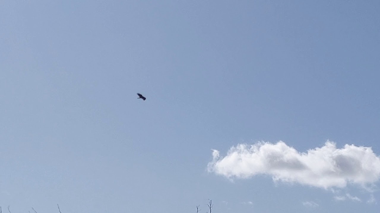 a bird floating in mid-air, almost still, riding the wind currents ...