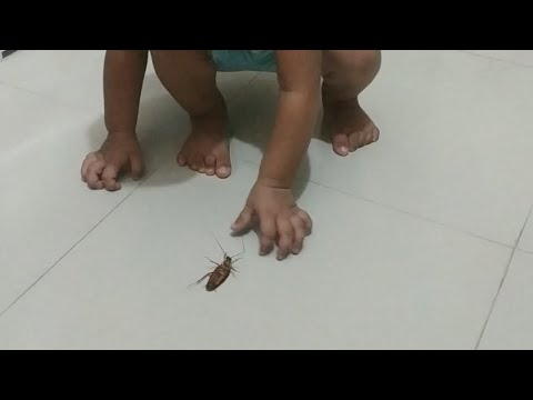 Playing with cockroach - YouTube