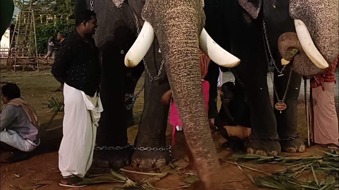 Thrissur poonkunnam ayyappan vilakk | Elephants #venjamaram # ...