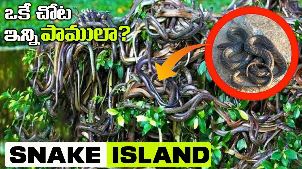 ప్రపంచంలోనే భయంకరమైన Snake Island! Most Dangerous Snake Island | 7 Most ...