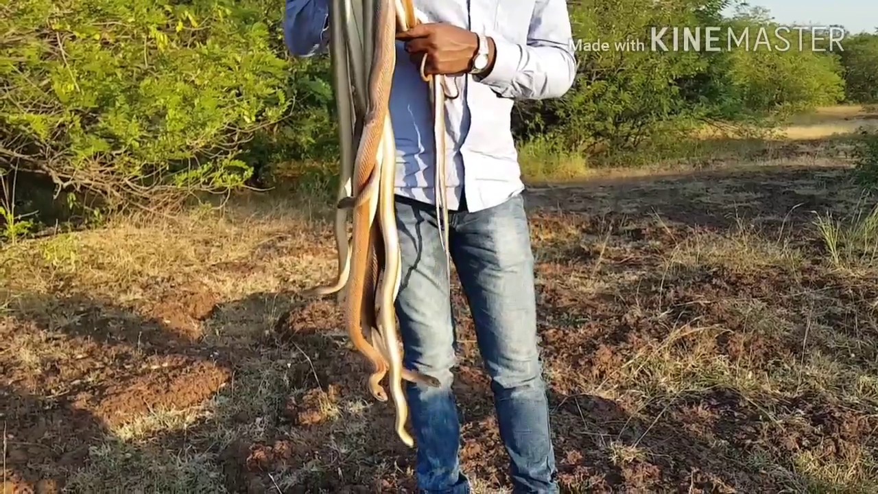 Release Time | 11 Banded Racer | Snakes in Natural Habitat |SnakeSachin ...