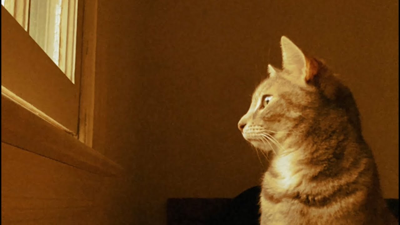 cat contemplating life - YouTube