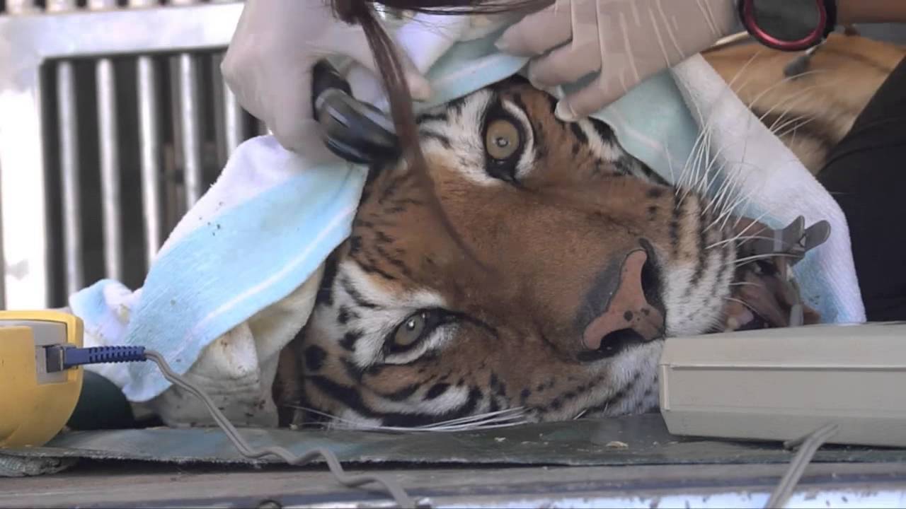 FOUR PAWS rescues last Bulgarian circus tiger - YouTube
