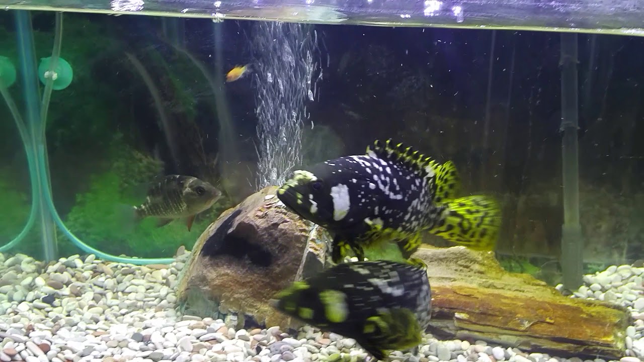 bumblebee grouper - YouTube