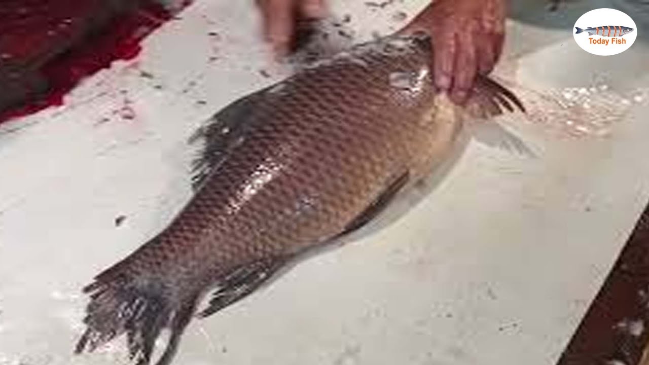 Big Labeo Calbasu Fish & Silver Cup Fish Cutting | Amazing Fish Cutting ...