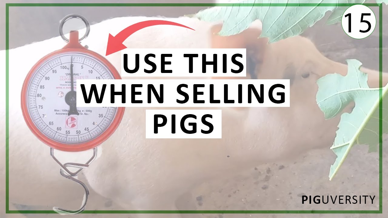 Weigh Before You Sell: Boost Your Profits in Pig Farming - YouTube