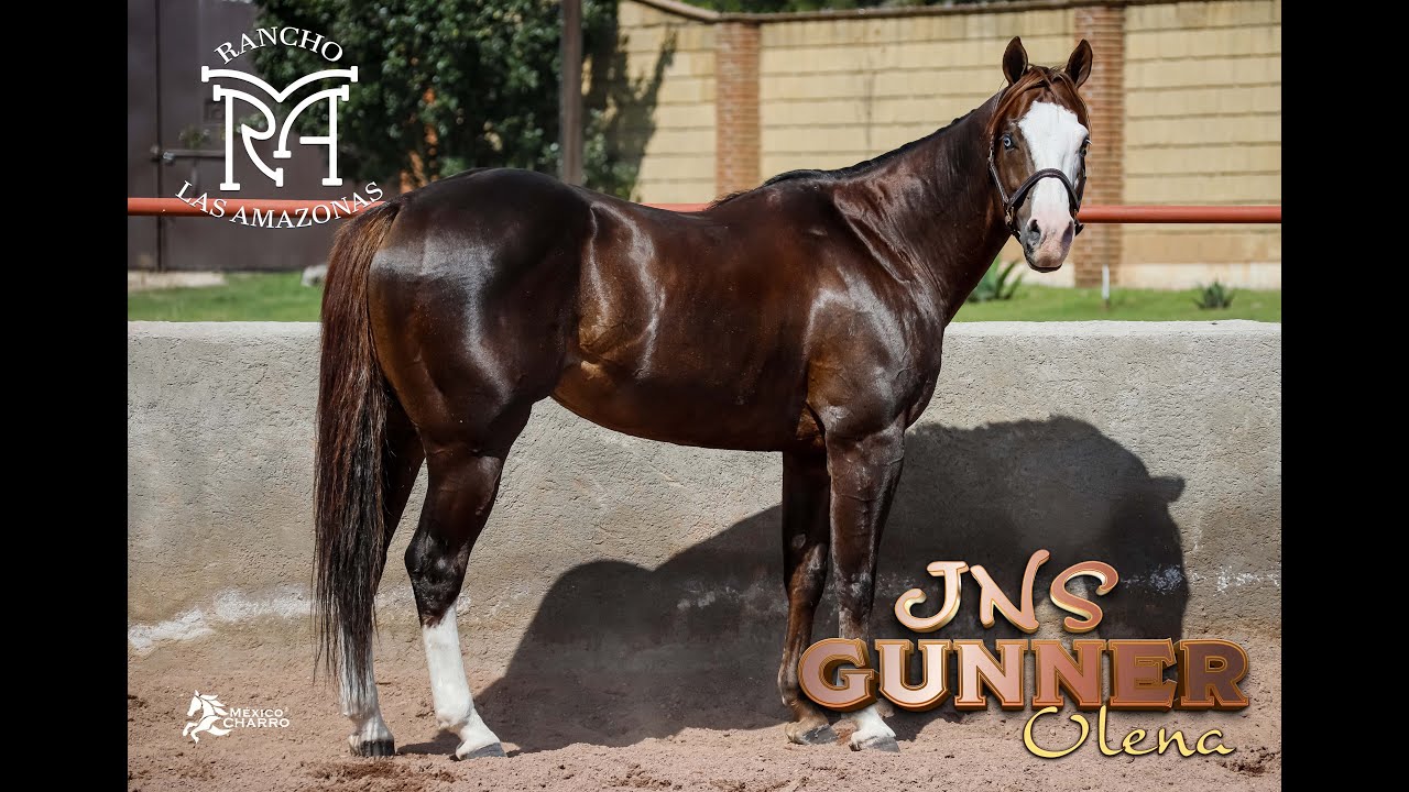 JNS GUNNER OLENA de RANCHO LAS AMAZONAS QH #rancholasamazonas - YouTube