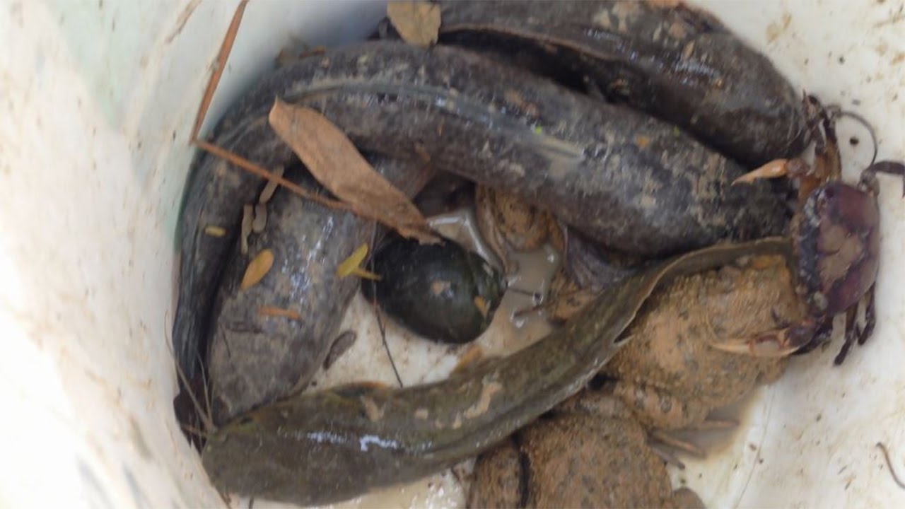 Wow!! Incredible Deep Hole Fishing at Kandal, How To Fishing Frogs ...