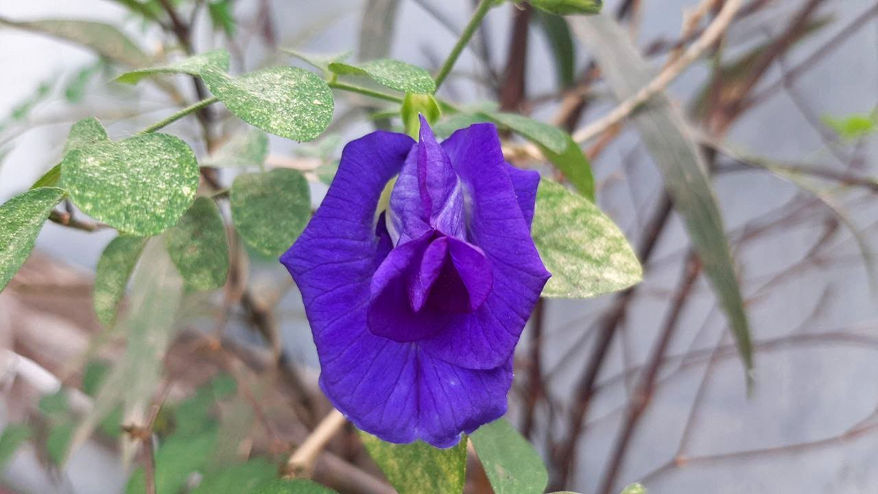 Butterfly Pea Flowers | Beautiful Butterfly Pea | The Magical Beauty of ...