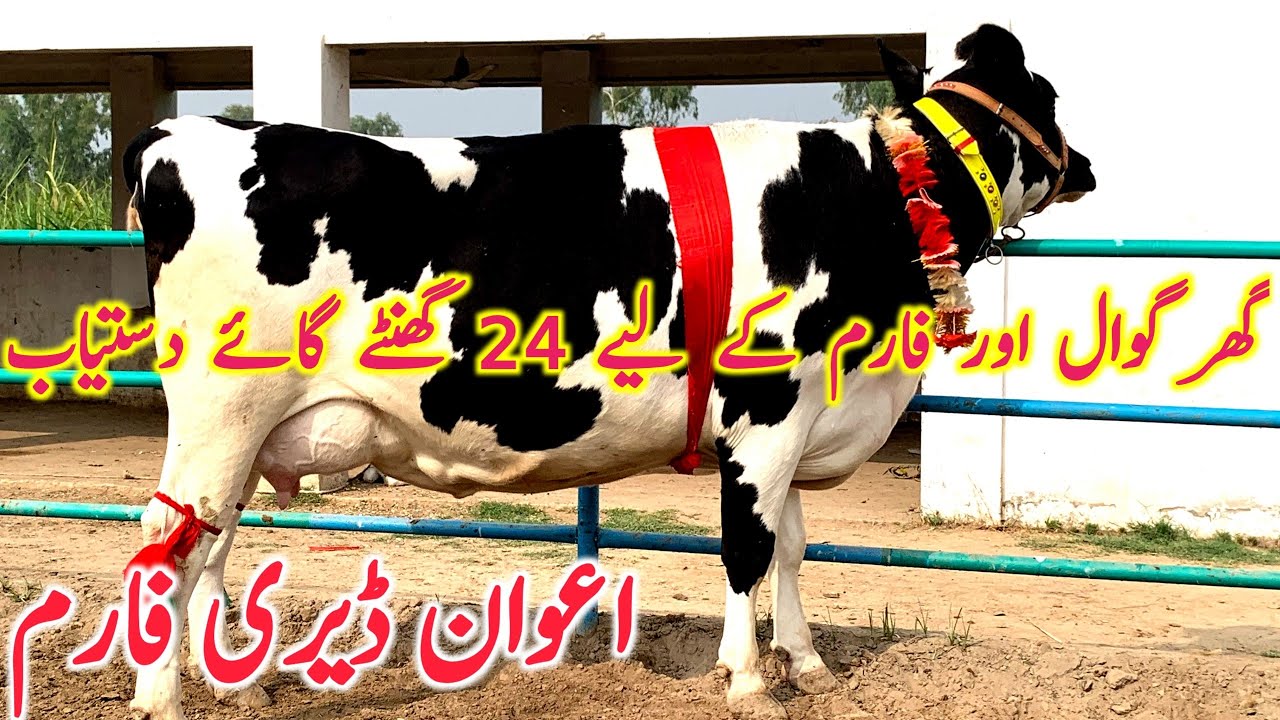 Awan Dairy Farm Salem Mandi Bhalwal | Cross Breed Cow || Mandi Star ...