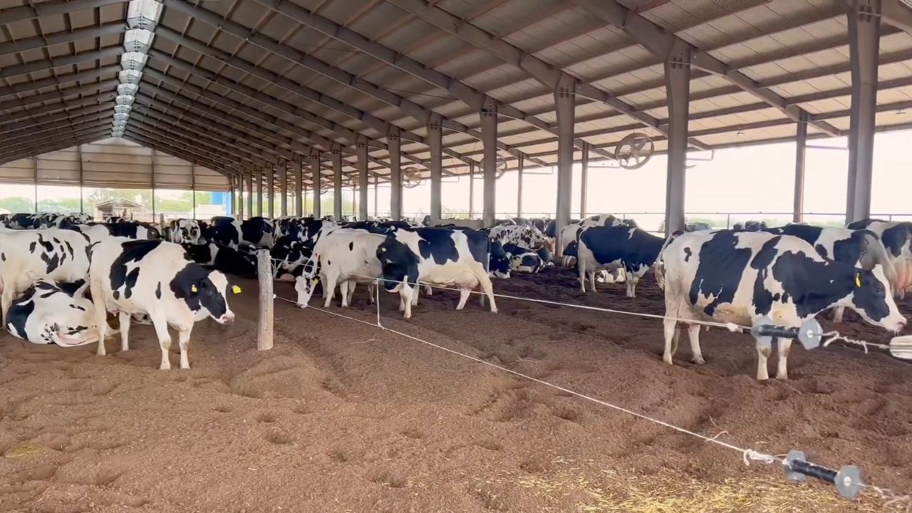 450 VACAS DE ALTA PRODUCCIÓN EN COMPOST BARN Y DRY LOT EN ARGENTINA 🇦🇷 ...