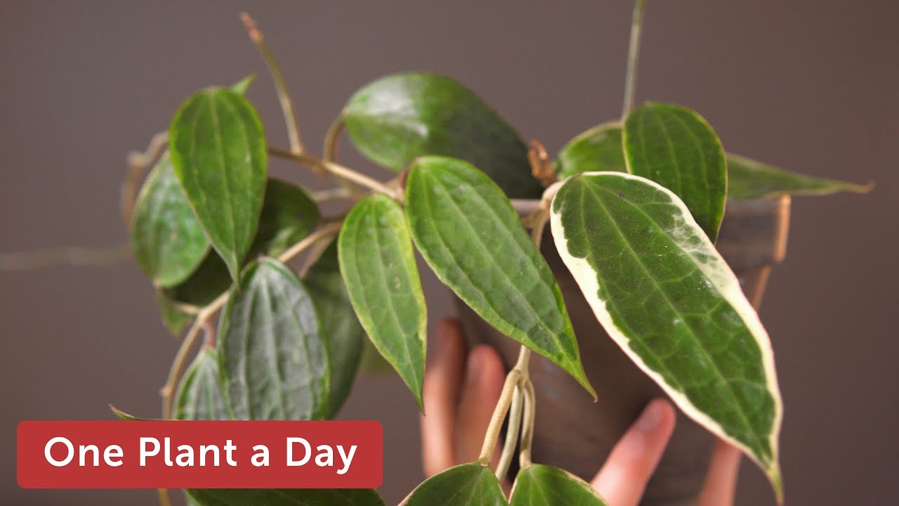 Hoya macrophylla 'Variegata' Houseplant Care — 48 of 365 - YouTube